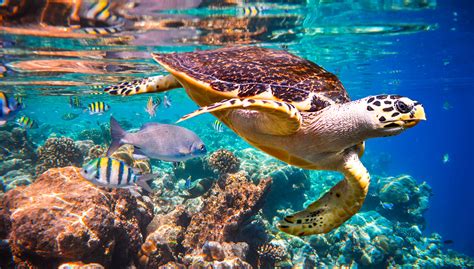 Hawksbill Sea Turtle Conservation Status