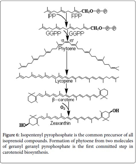 Xanthophyll Wavelength Absorption Graph