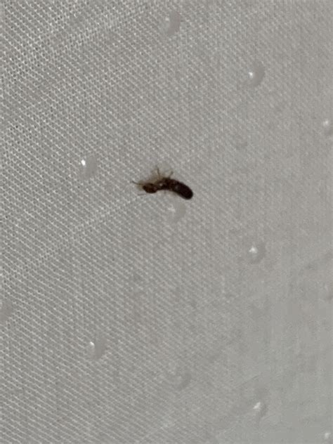 Termite Ant Something Completely Different Rwhatisthisbug