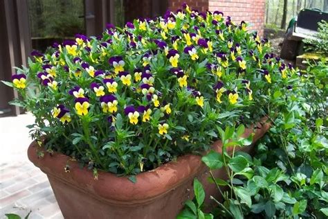 Johnny Jumpups Container Flowers For Happy Faces
