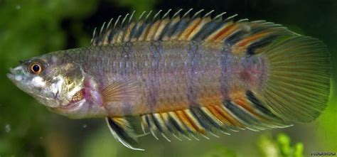 Microctenopoma Ansorgii Orange Buschfisch Flowgrow Fisch Datenbank