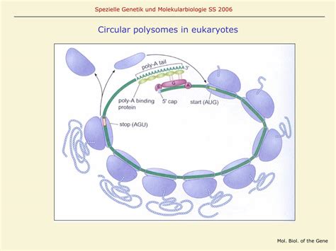 Ppt Ribosomes Powerpoint Presentation Free Download Id3683460