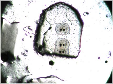 Laser Ablation Concentration Determinations In Silicates Sigma Shared