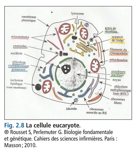 Modèle Structurel Ou Agencement Des Constituants Cellulaires