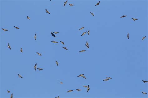 Hawks Are Migrating Through Texas Heres Where To See Them