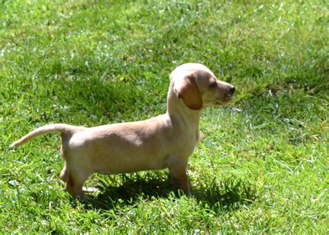 Miniature Dachshund Short Hair