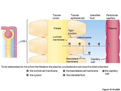 Chapter 12 Excretory Systems Sections Ppt Download