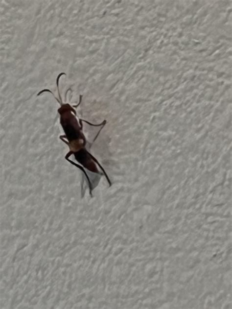 Skinny Brown Bug With Curled Antennae And Pale Belt R Whatsthisbug