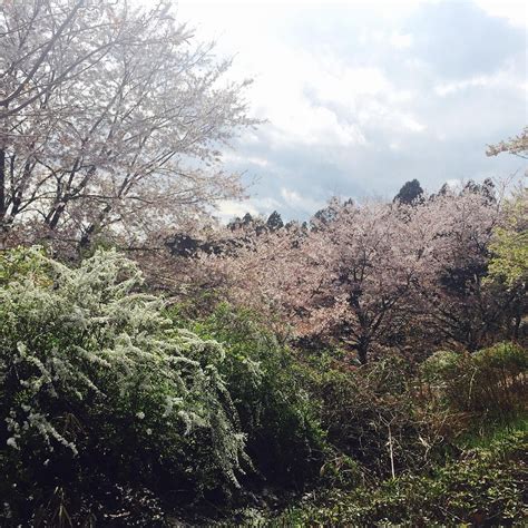 Chieko No Mori Park 2026 All You Must Know Before You Go With Reviews