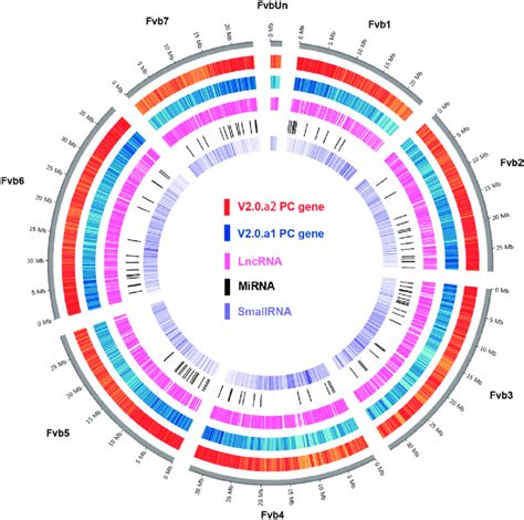 Circular Representation Of Genome Wide Distribution Of The Genomic