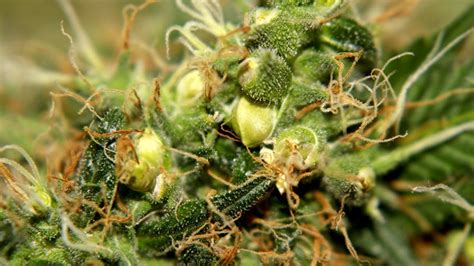 Early Signs Of A Hermie Weed Plant Pictures Included Herb