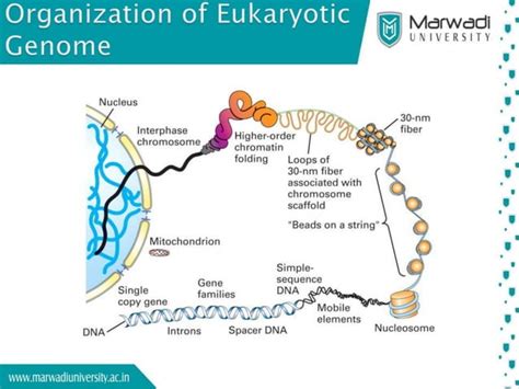 Eukaryotic Dna Replication Pptx