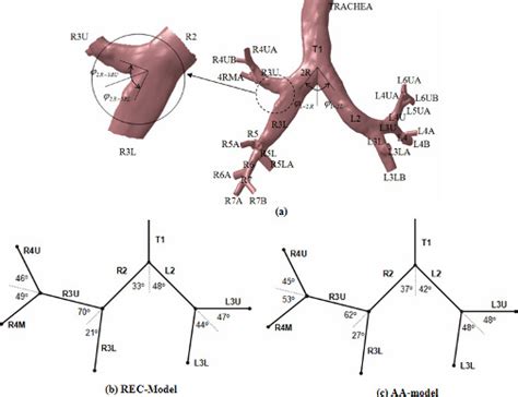 A Bifurcation Branch Angle Definition And Diagram With Branch Name Download Scientific