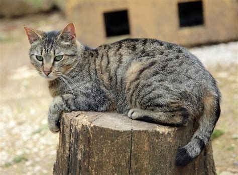 235 Tabby Cat Names For Felines With Swirls Stripes And Spots Catster