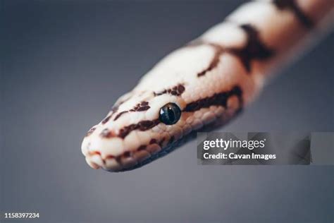 Python Pits Photos And Premium High Res Pictures Getty Images