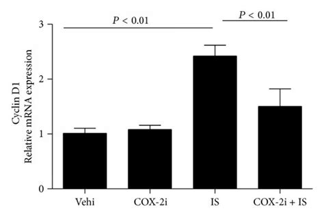 Effects Of COX 2 Inhibition On The MRNA Expressions Of Cyclin D1 And Download Scientific