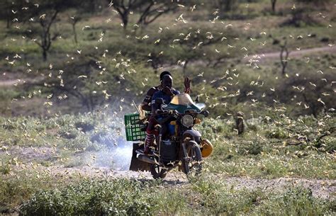 Agencies Race To Prevent New Food Crisis As Locusts Return To Northern Africa South Africa Today