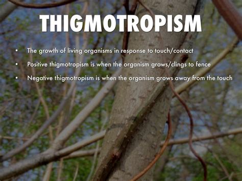 Tropism By Rachael Smith