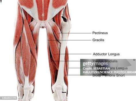 Adductor Longus High Res Illustrations Getty Images