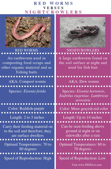 Difference Between Red Worms And Nightcrawlers Earthworm Farming