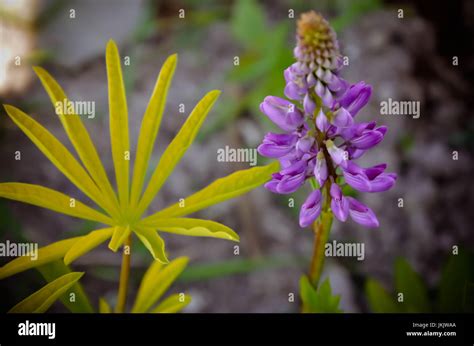 Wild Lupin Flowers And Buds On Stem Just Before Full Blossom Close Up
