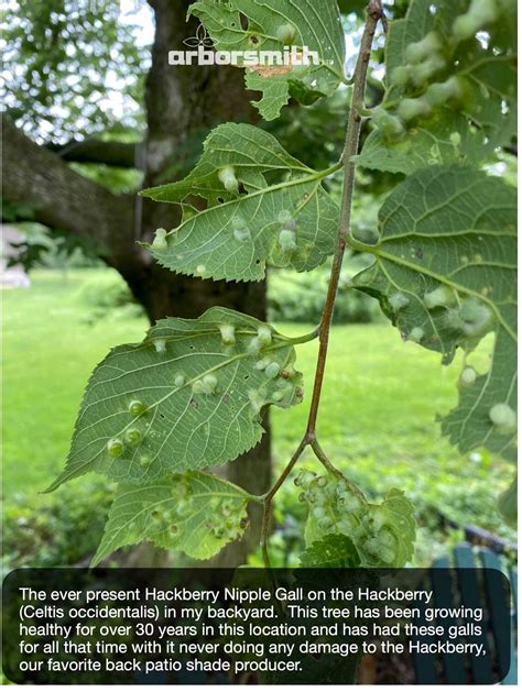 My Leaves Have These Weird Bumps And Lumps On Them — Arborsmith Ltd