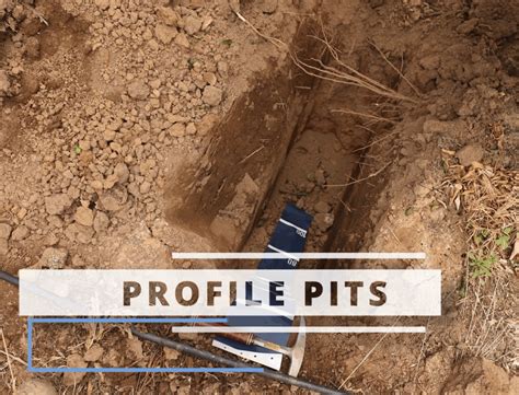 Profile Pits A Guide For Citrus Orchard Soil And Root Health By