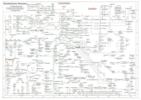 Mapa De Vías Metabólicas ¡gratis En Alta Resolución
