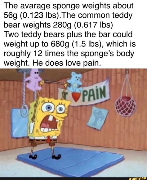 The Average Sponge Weights About 569 0 123 Ibs The Common Teddy Bear