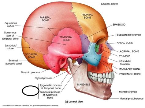 Zygomatic Arch Inferior View Perysouth