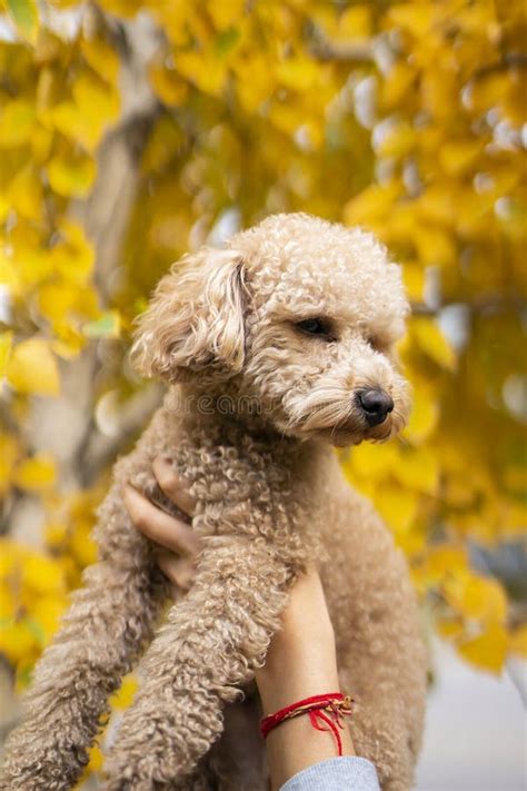 Caremel Toy Poodle