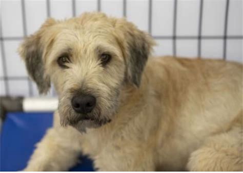 Adopt Shelby A Timid Wheaten Terrier Soft Coated Wheaten Terrier
