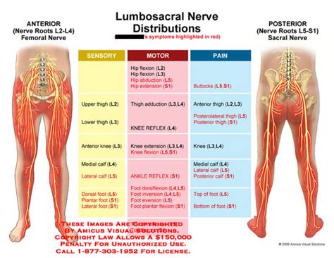 Amicus Illustration Of Amicusmedicalanatomyfemoralsciaticnerves
