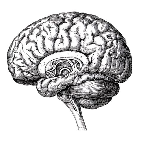 Detailed Anatomical Illustration Of A Human Brain 6 Stock