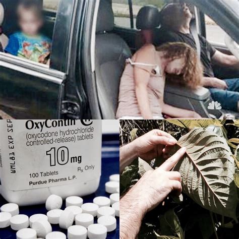 Kratom La Planta Que Ayudaría A Combatir La Adicción A Opioides En La Mira De La Dea Infobae