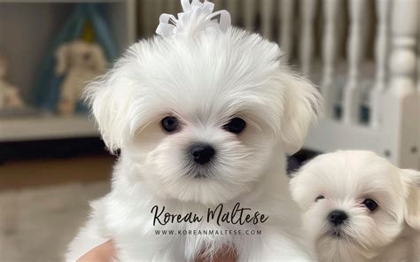 Waitlist Korean Maltese