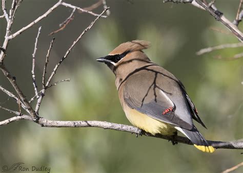 What About Those Red Waxy Tips On Cedar Waxwing Secondaries Feathered Photography