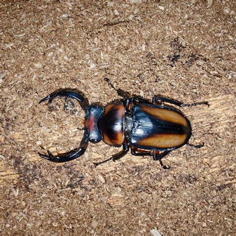 Another Successful Year For Team Beetle Philippines Facebook