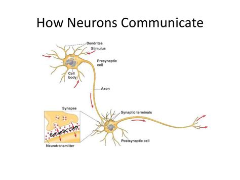 The Biology Of Behavior Ppt Download