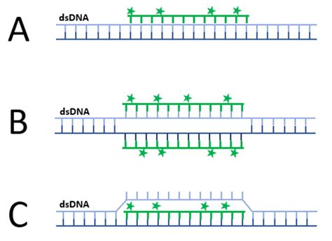 Schematic Representation Of The Most Common Modes Pna Based Probes