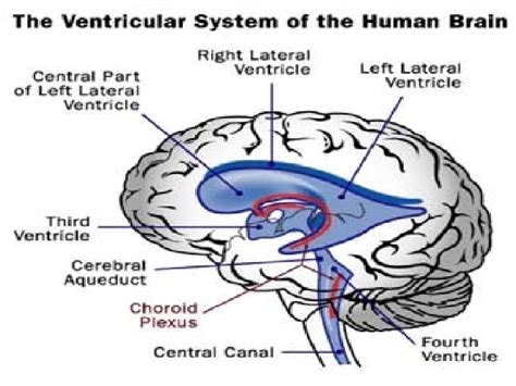 Csf Analysis Csf Formation Cerebrospinal Fluid Csf Is