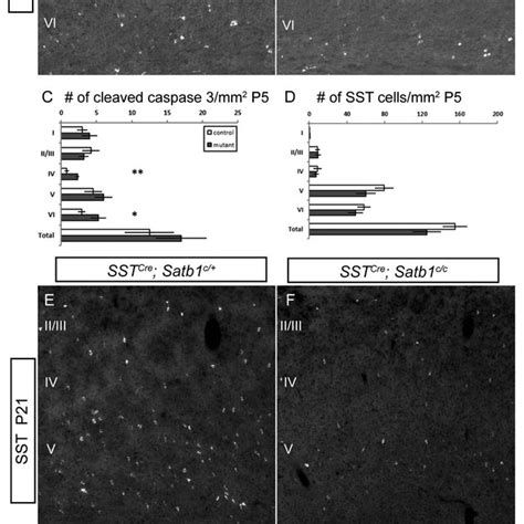Sst Cells Begin To Die At P5 After Satb1 Removal A Sst Download