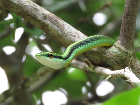 Leptophis Green Snake Vine Free Photo On Pixabay