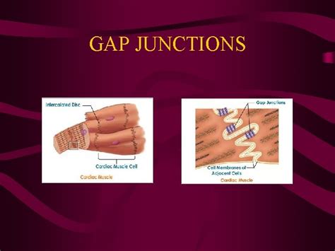 Physiogical Properties Of Cardiac Muscle 3 Rd Year