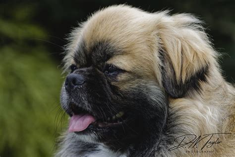 Rodri Headshot By Dntphotographs Ephotozine