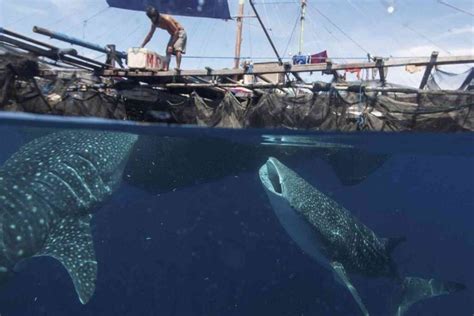 Cenderawasih Bay Liveaboards Year Round Whale Shark Diving