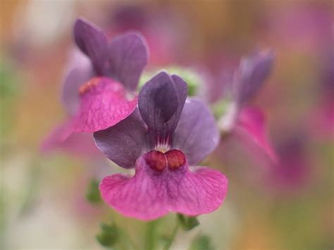 Sweet Pea By Alfpics Ephotozine