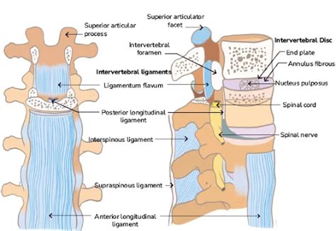 Lumbar Puncture Procedure And Faqs