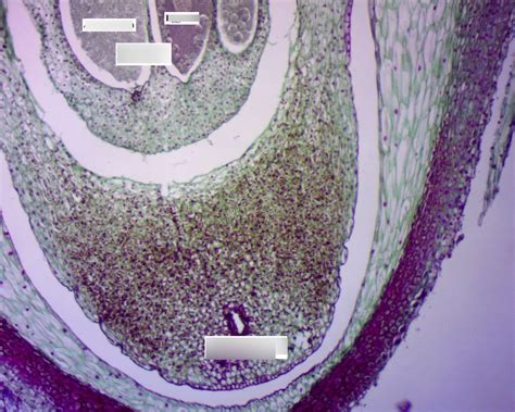 Pine Ovule Fertilization Ls Lab 3 G Diagram Quizlet