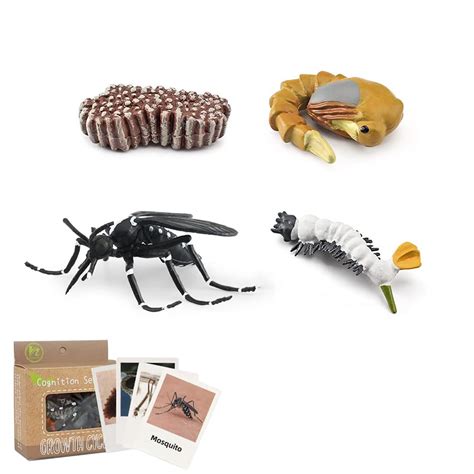 Buy Mosquito Life Cycle Model Insect Life Cycle Statue With 4